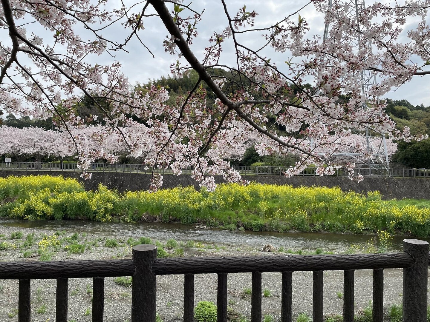 桜ランニング-2023-04-02 / ikuさんのランニングの活動データ | YAMAP / ヤマップ