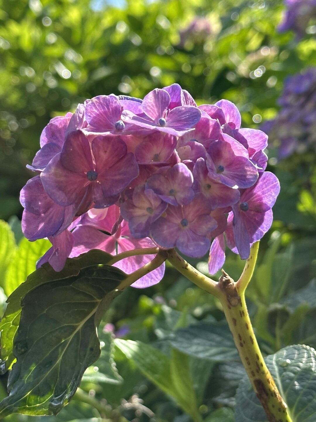 十日町市 あじさい公園 -2023-07-02 / maiさんの十日町市の活動データ | YAMAP / ヤマップ