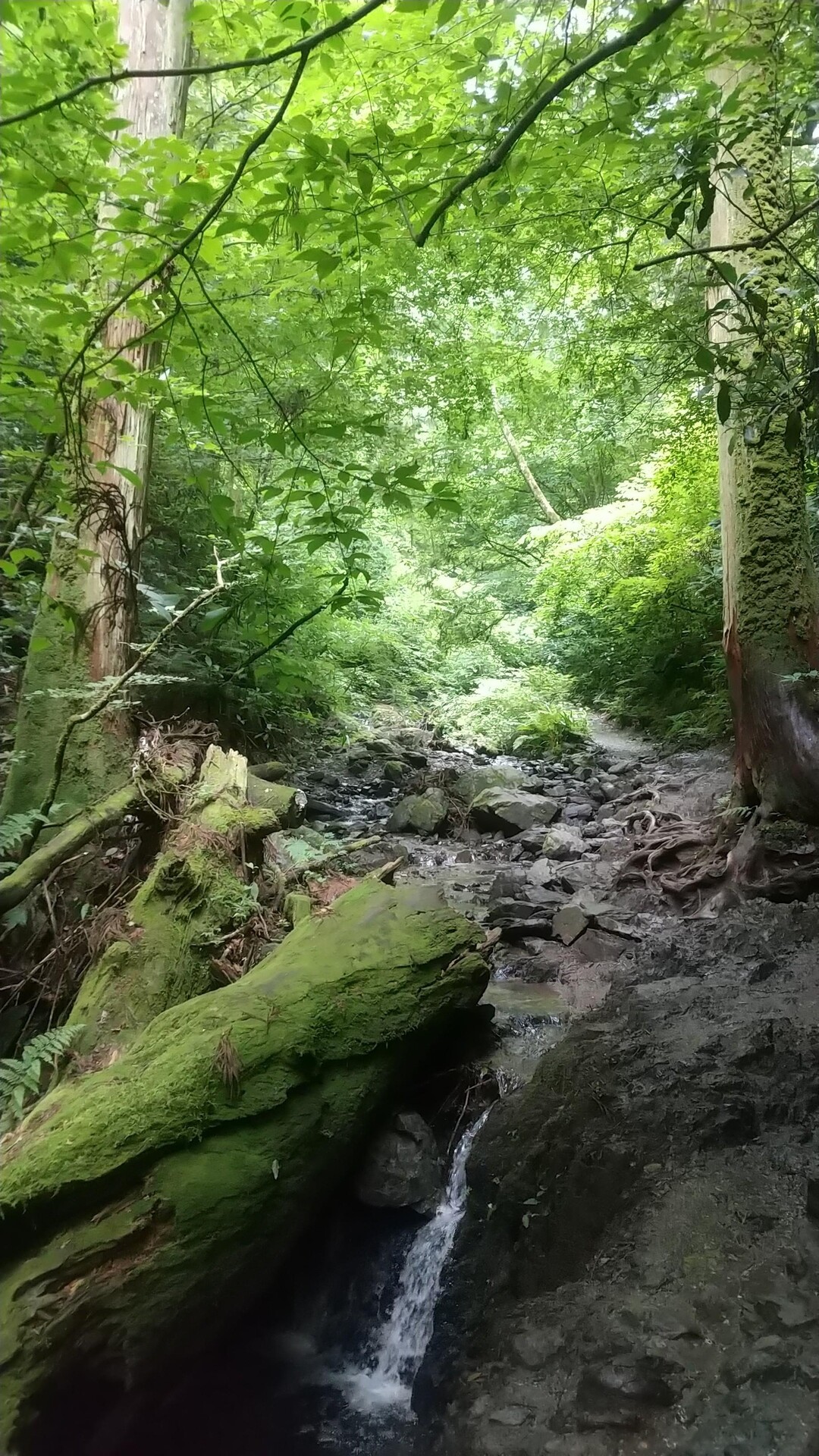 高尾山2往復 / mtkumiさんの高尾山・陣馬山・景信山の活動データ | YAMAP / ヤマップ