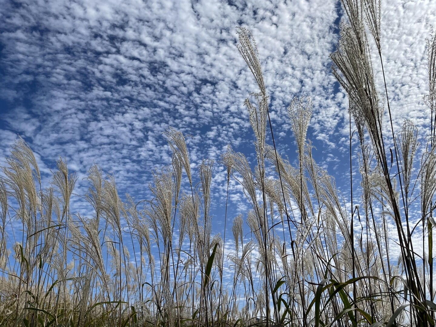鬼女台 / hana356さんの烏ヶ山・象山（笹ヶ峰）の活動データ | YAMAP / ヤマップ