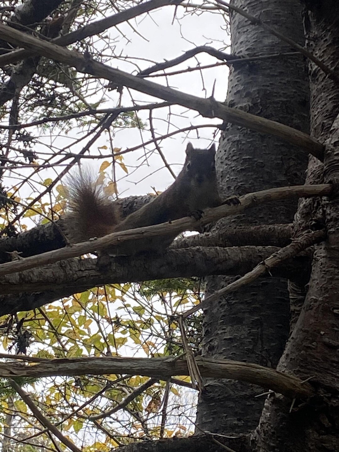 ラズベリーマフィンを食べにウォーキング（Mobile-Newfoundland🇨🇦)-2024-09-30 / sanaviさんのウォーキング ...