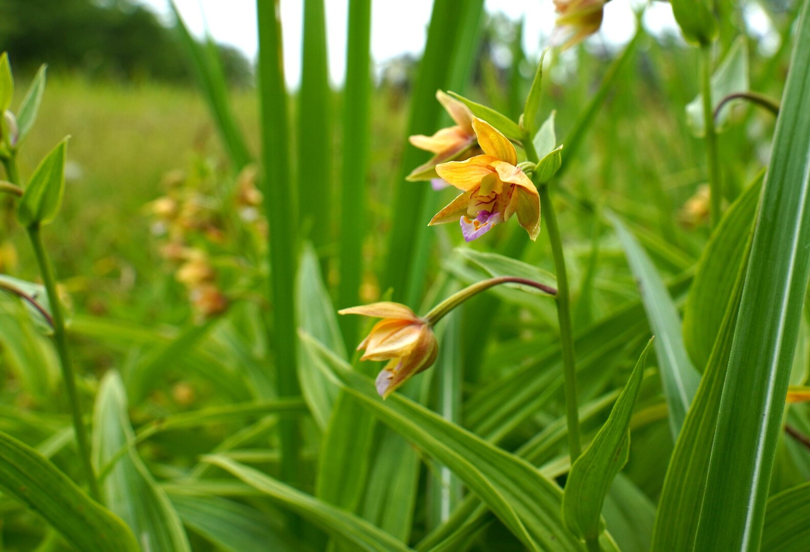 見たかった花を教えてもらって駆け足でお花... / mirinさんのモーメント | YAMAP / ヤマップ