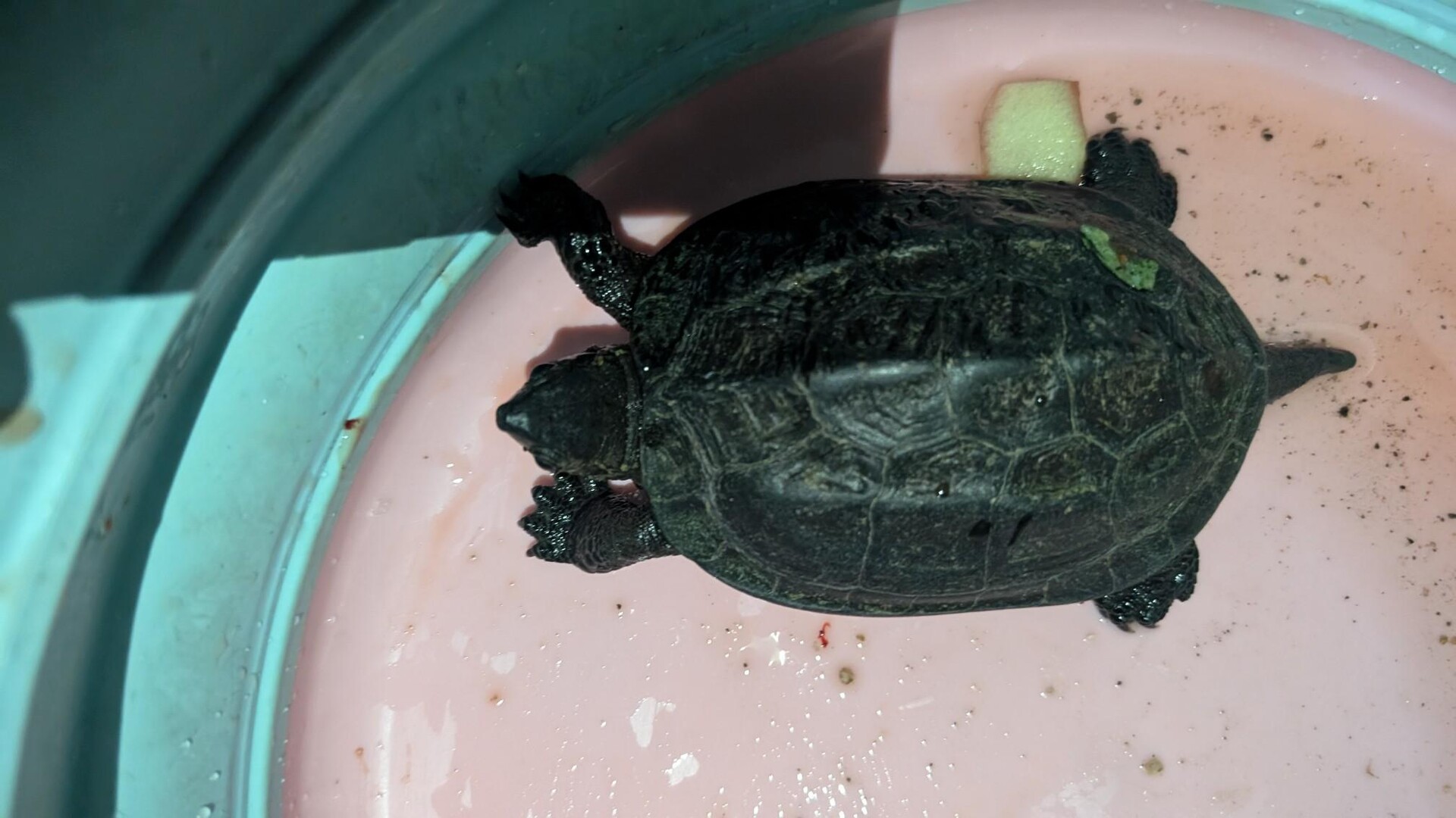 家の前の道路で動かない亀を保護🐢 🚘... / k501さんのモーメント | YAMAP / ヤマップ