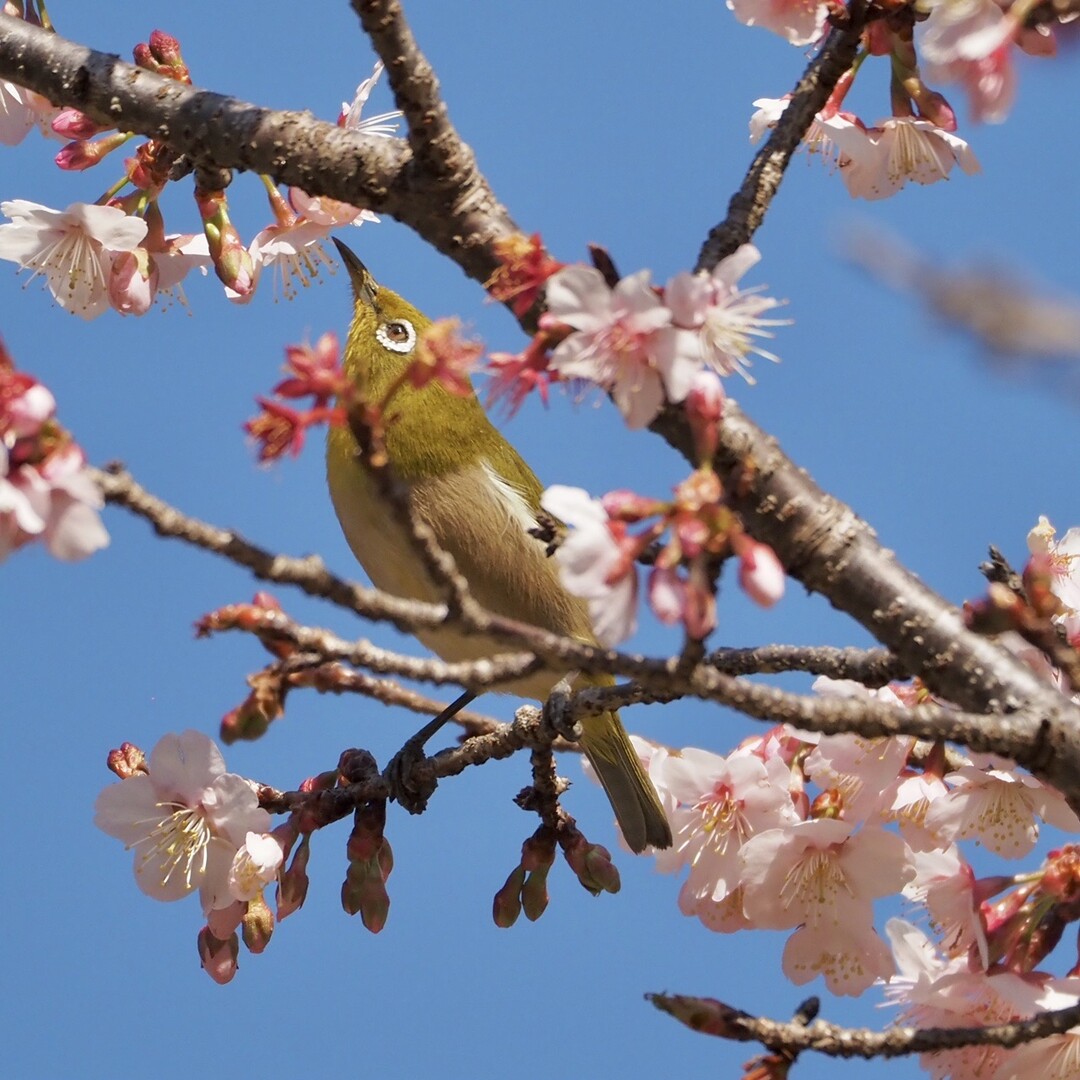 佐倉城址公園まで🐶を連れて散歩に出かけ... / puku68さんのモーメント | YAMAP / ヤマップ