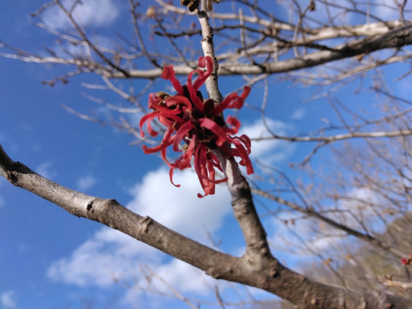 森林公園・他‥散歩👣 / てくてくZ3さんのウォーキングの活動日記 | YAMAP / ヤマップ