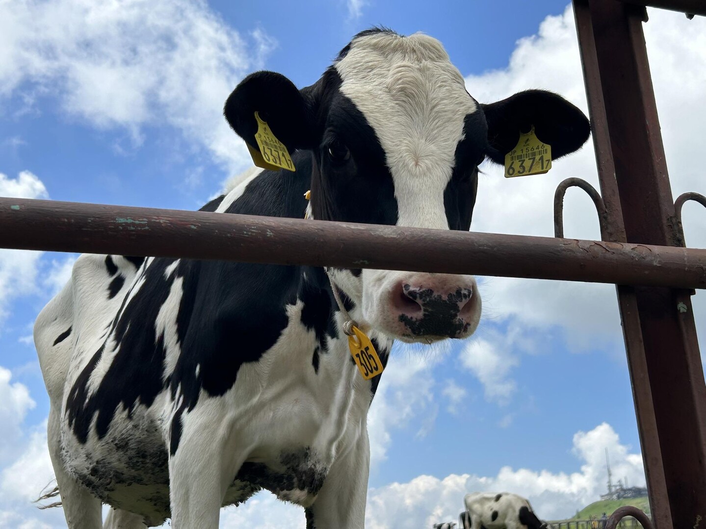 美ヶ原（王ヶ頭） / terumiさんの美ヶ原の活動データ | YAMAP / ヤマップ