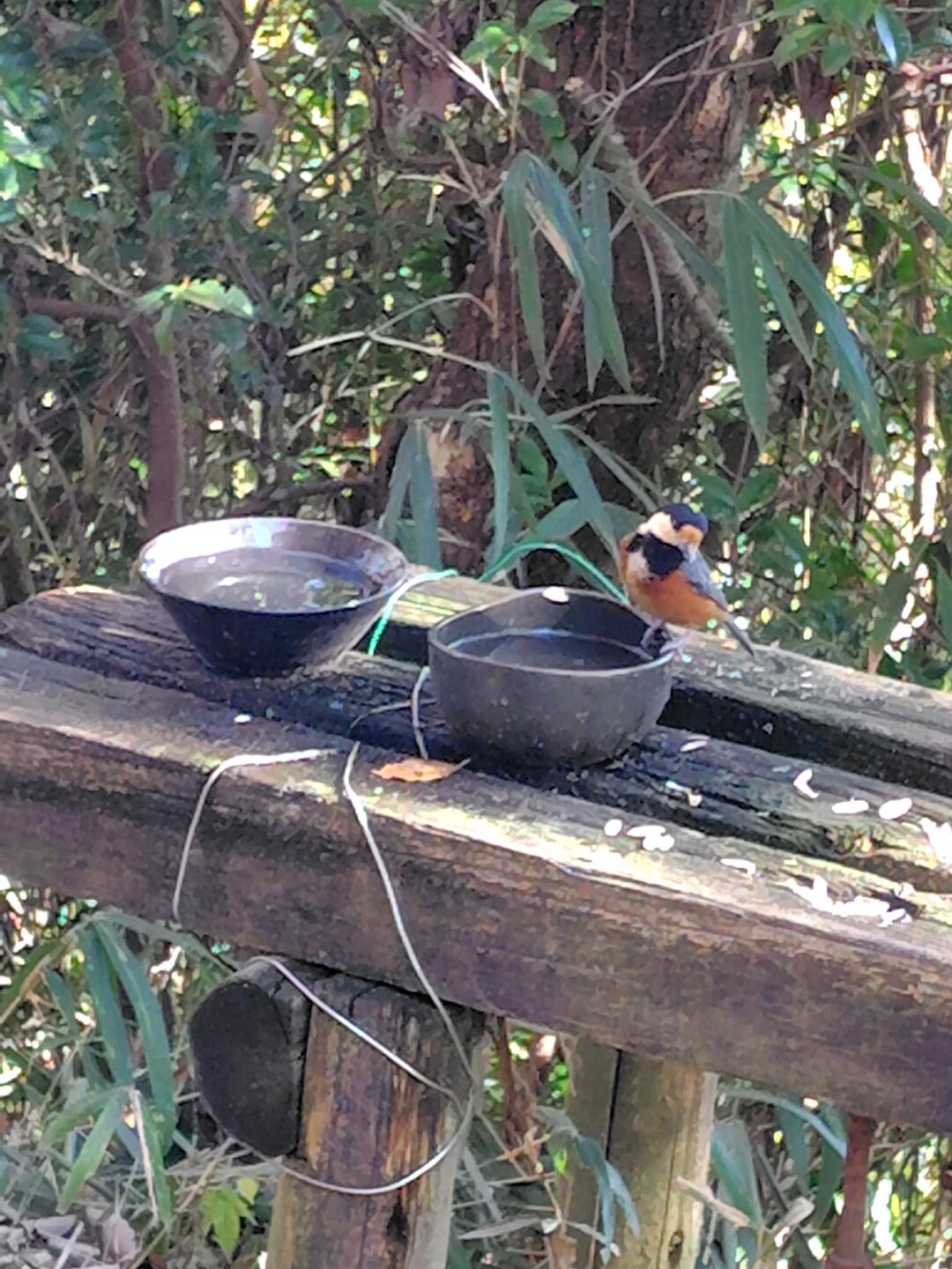 二上山の紅葉🍁ロード with ヤガラちゃん🐦 / keiAM60さんの金剛山・二上山・大和葛城山の活動データ | YAMAP / ヤマップ