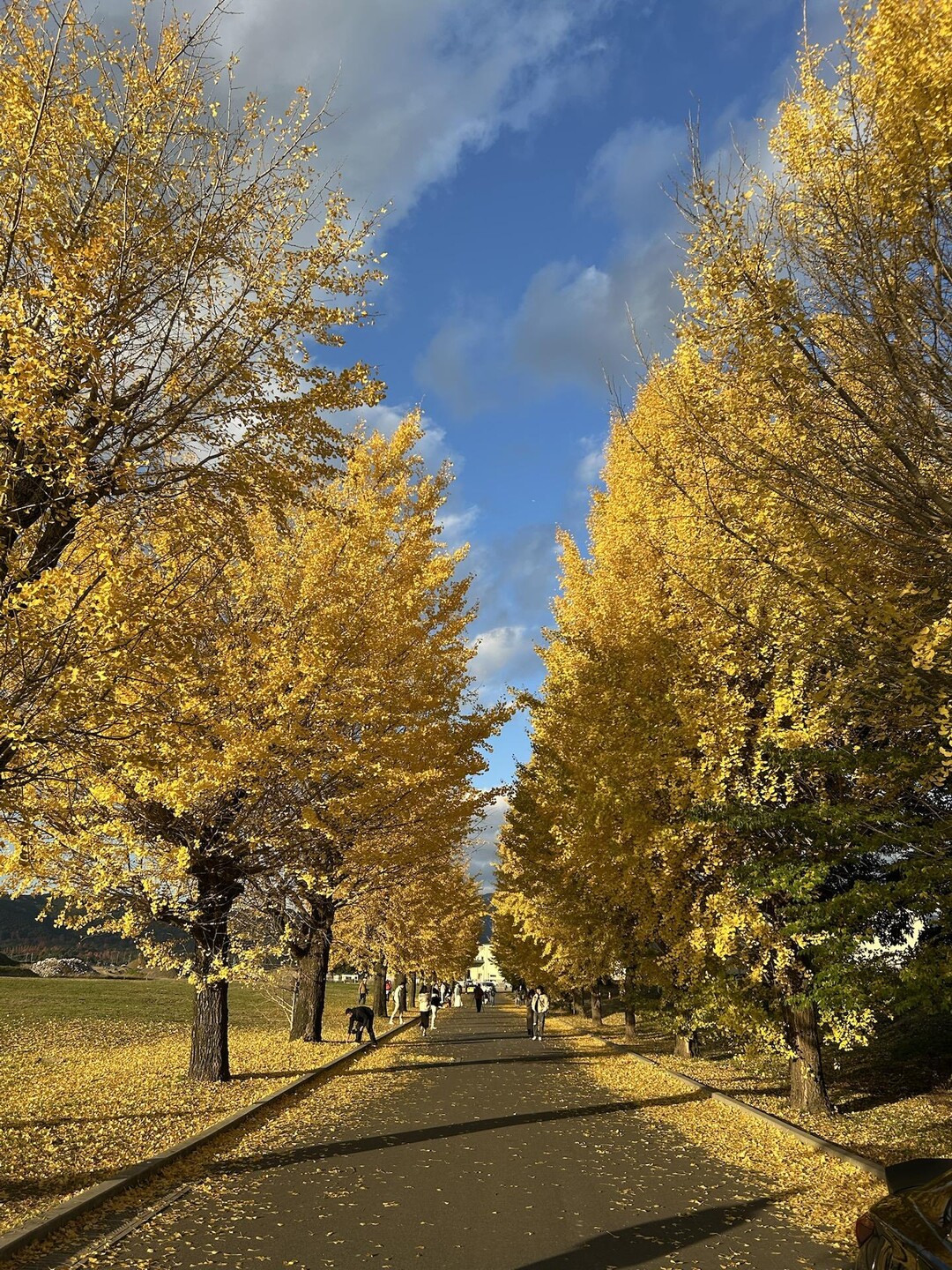 旧福岡県立朝倉農業高校跡地にある銀杏並木... / hideさんのモーメント | YAMAP / ヤマップ