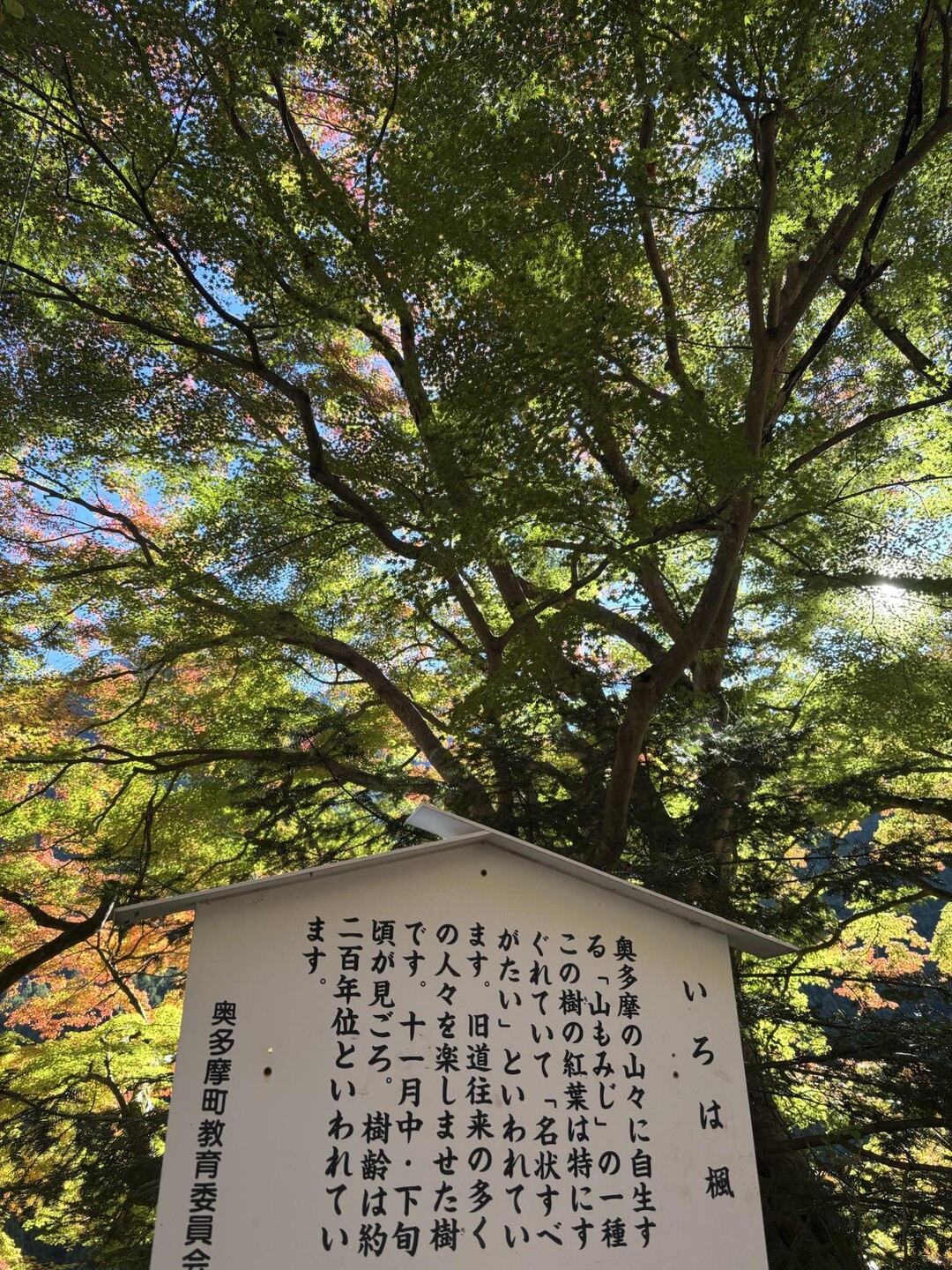 奥多摩むかしみち🍁 / そーへー@新宿在住(Hike&Run)さんの大岳山・御岳山・御前山の活動データ | YAMAP / ヤマップ