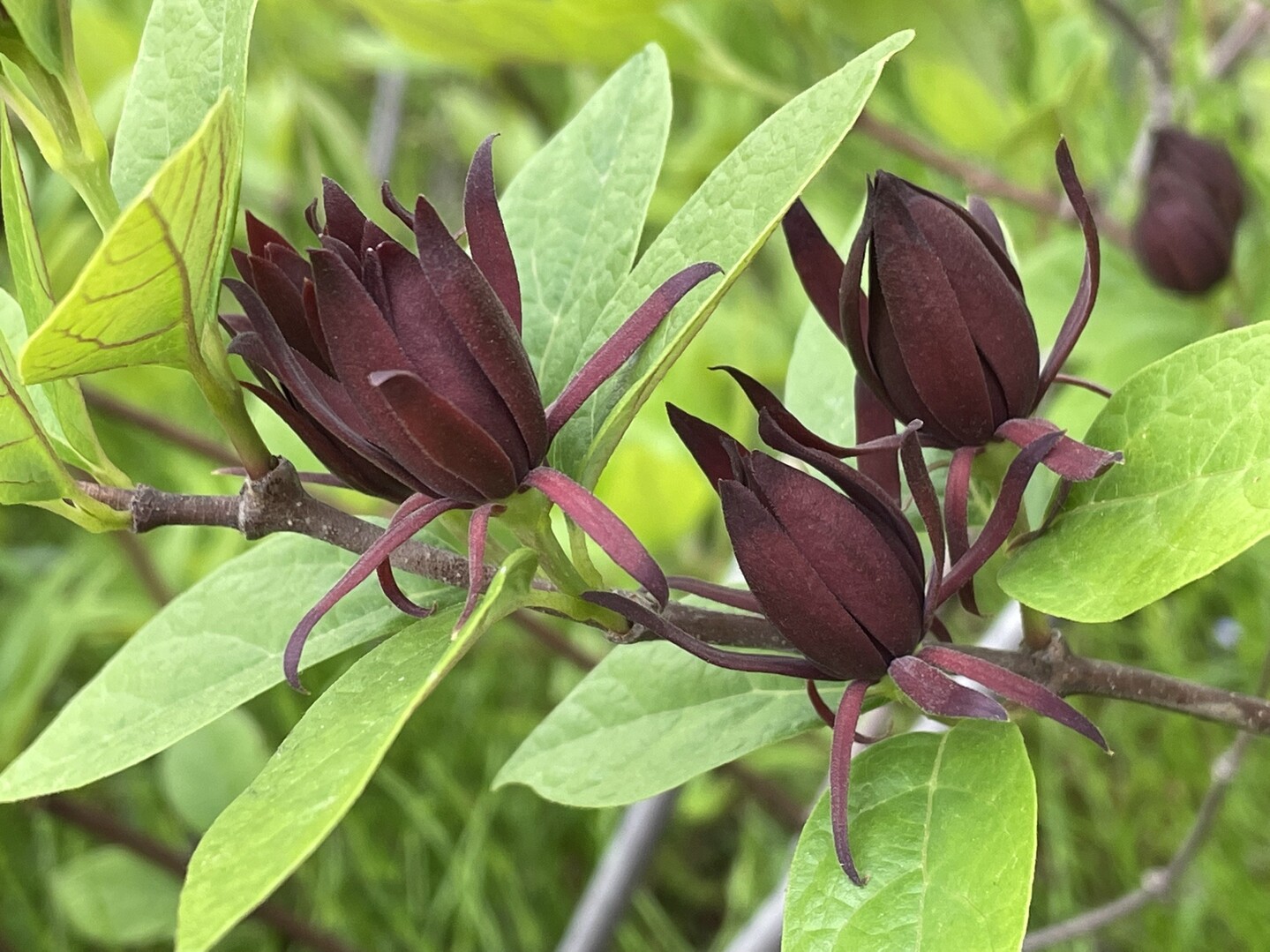 花便りR4 vol.10 花便り 本日も... / kaizaさんのモーメント | YAMAP / ヤマップ