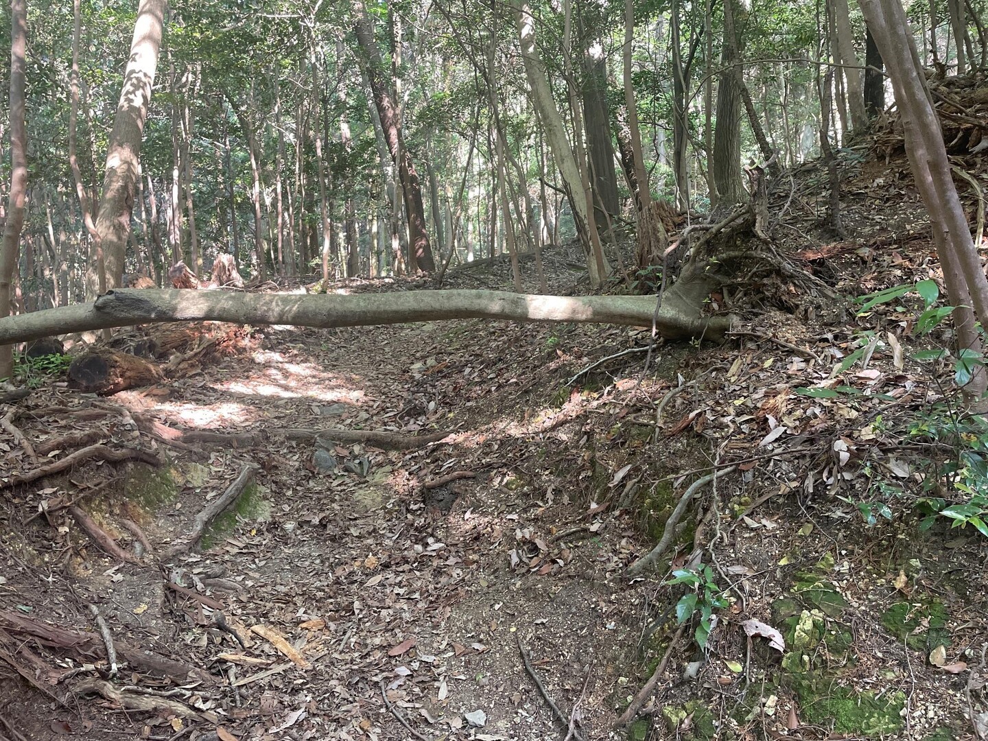 keiichiさんの投稿したフィールドメモ | YAMAP / ヤマップ