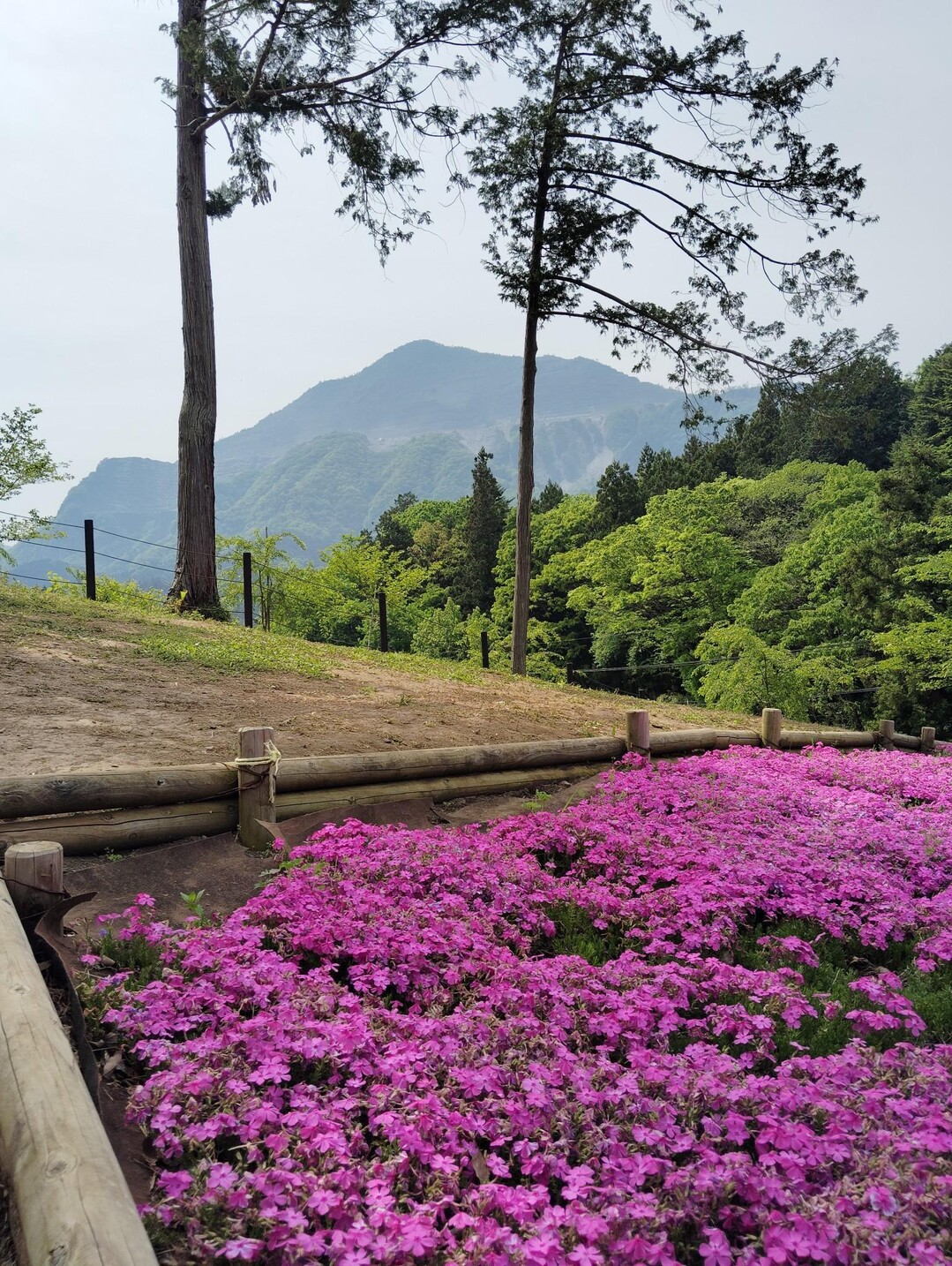 GW前半は秩父へ。 武甲山に登りたかった... / ゆ。さんのモーメント | YAMAP / ヤマップ