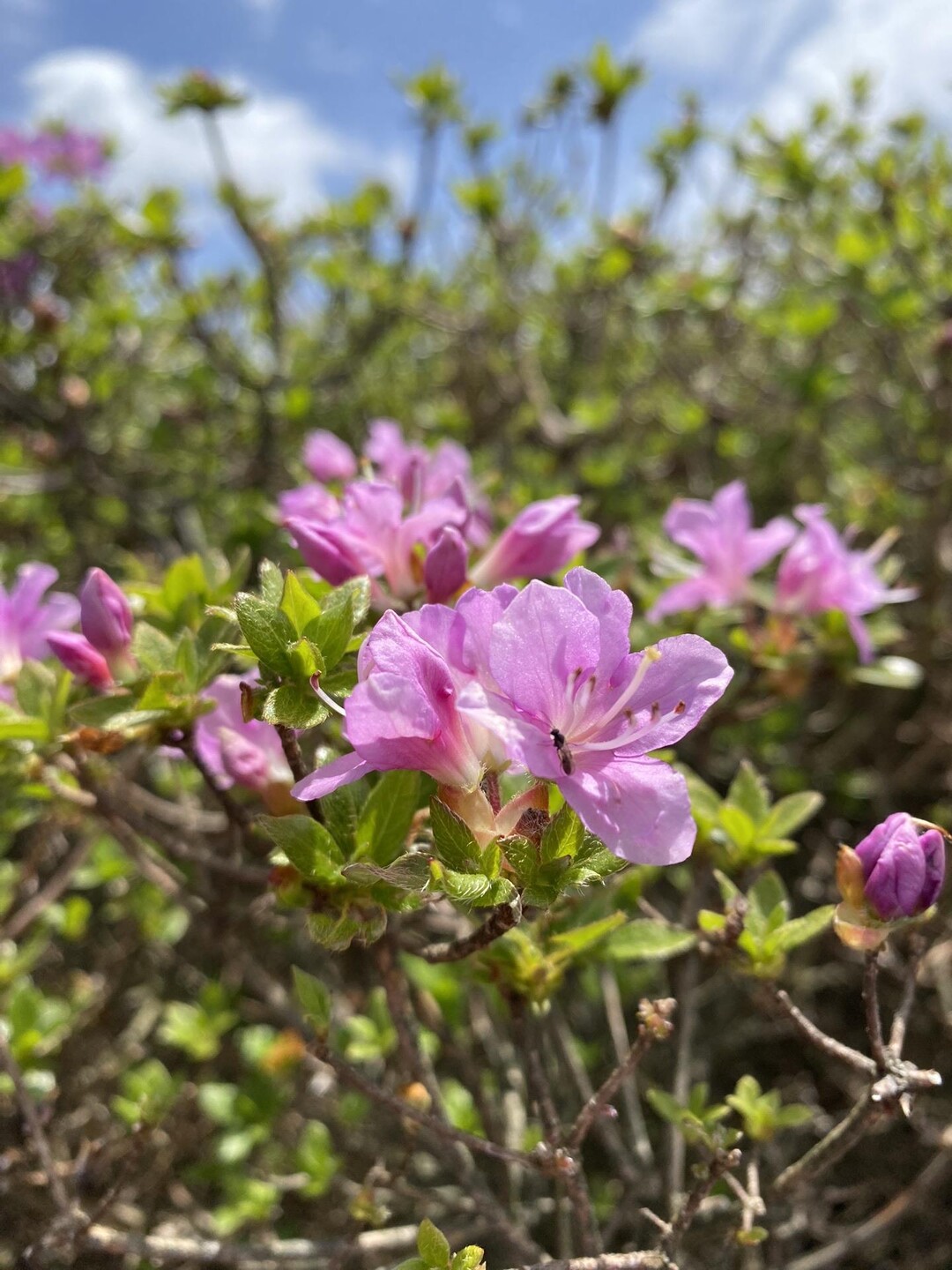 杵島岳・烏帽子岳・駒立山 / HIRO-Gさんの阿蘇山・高岳・根子岳の活動データ | YAMAP / ヤマップ