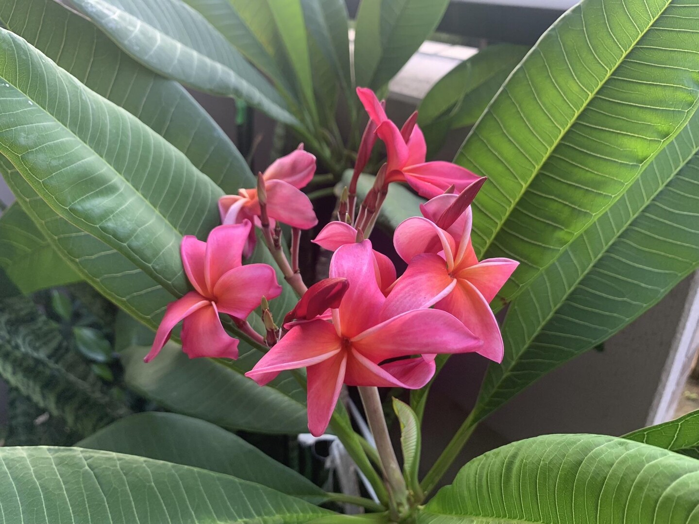 プリメリアが初めて咲きました🌺 10... / soyさんのモーメント | YAMAP / ヤマップ