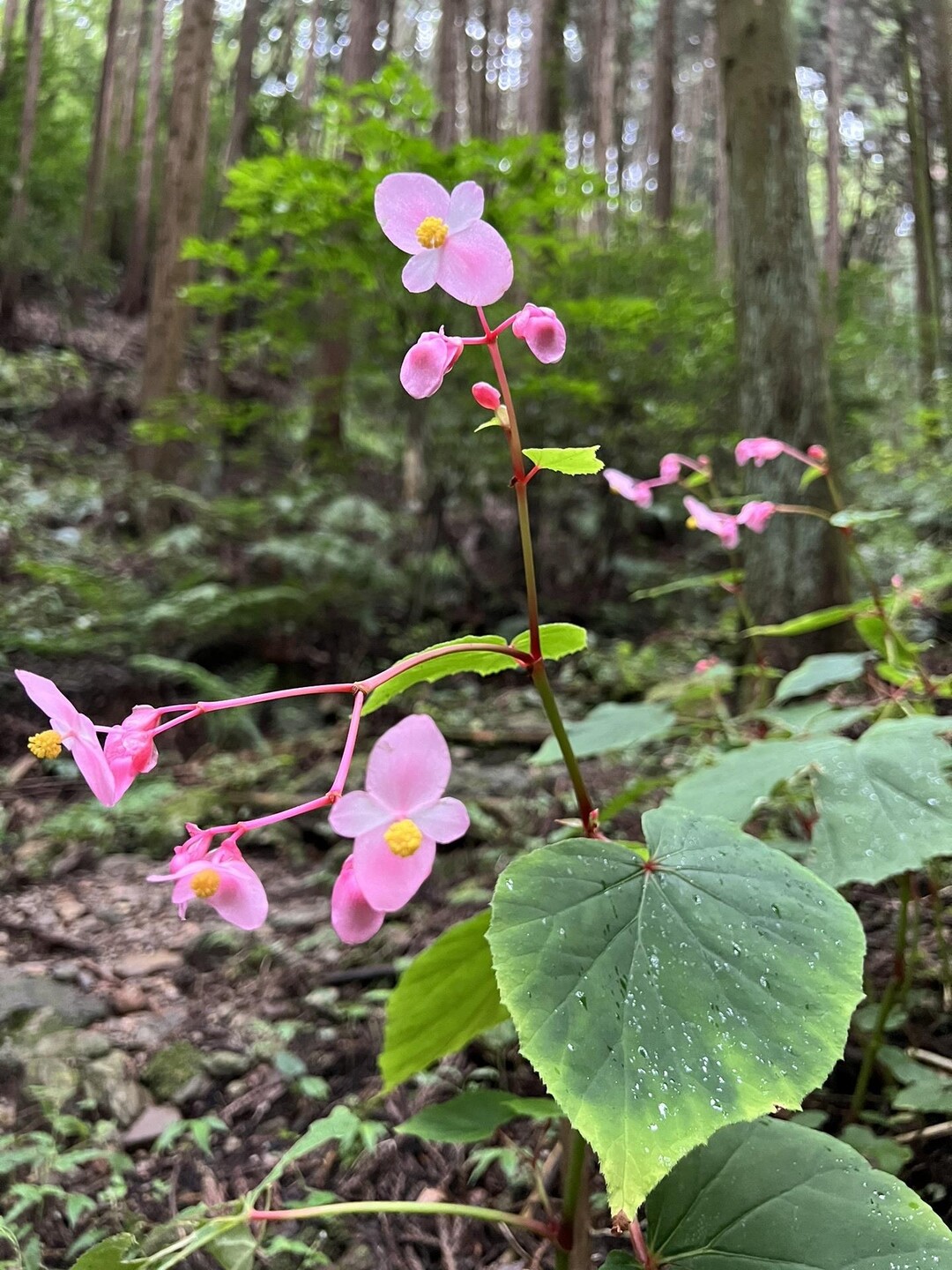 二上山☔️ / sinoさんさんの金剛山・二上山・大和葛城山の活動データ | YAMAP / ヤマップ