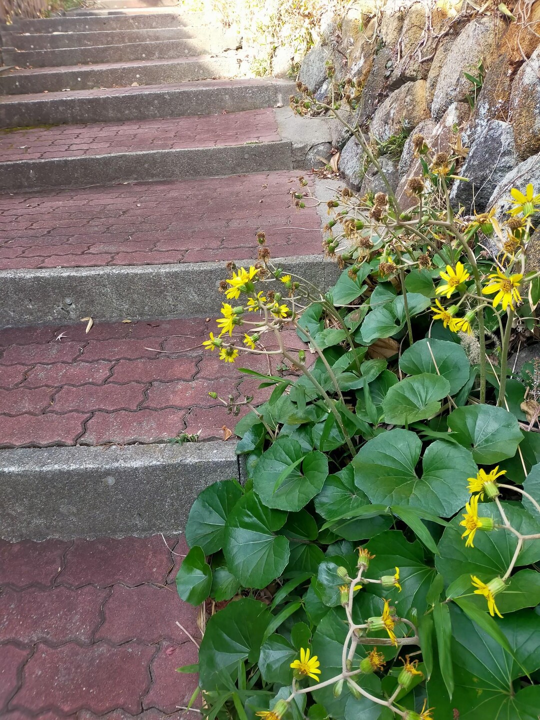 生駒山 / bunpakuさんの生駒山・神津嶽・大原山の活動データ | YAMAP / ヤマップ