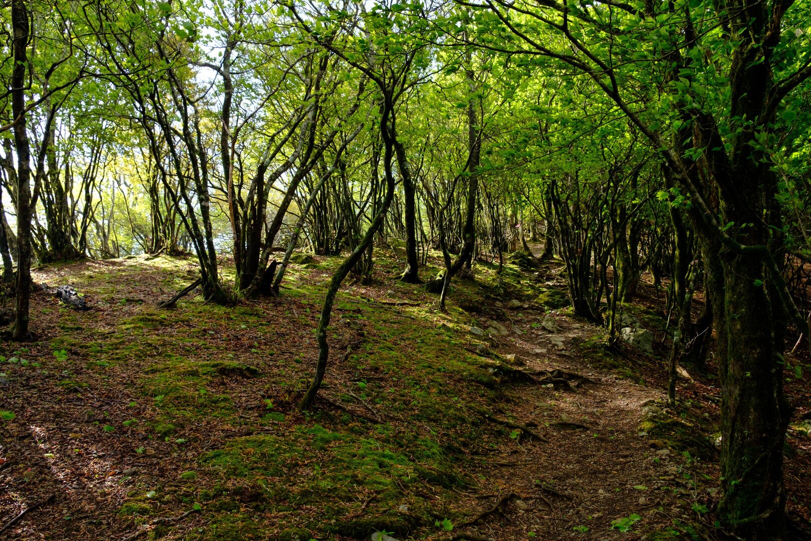 春の御池岳 / hkhg_yさんの藤原岳・御池岳の活動データ | YAMAP / ヤマップ