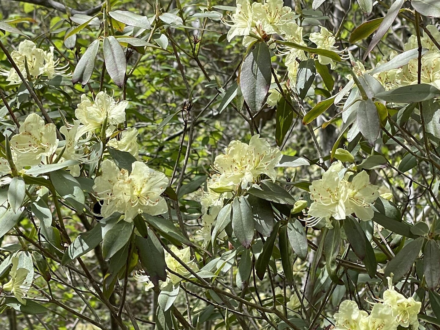 二つ岳・南峰 ︎ヒカゲツツジ祭り / AnKemiさんの祖母山の活動データ | YAMAP / ヤマップ
