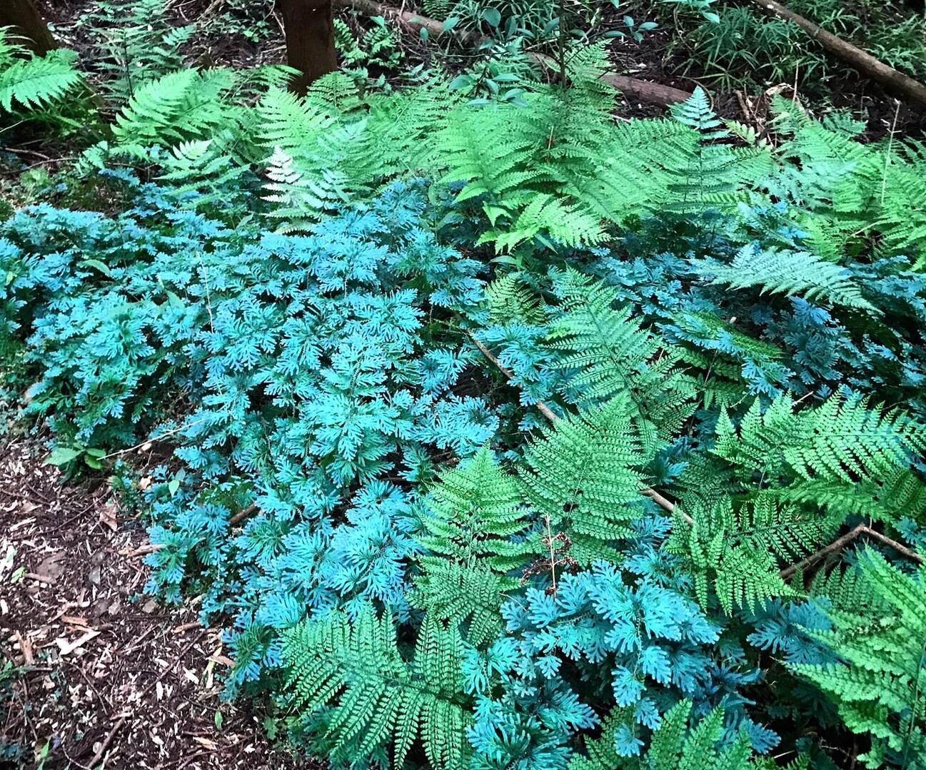 越生の山々気まぐれ歩き🚶 / GanjaEXさんの関八州見晴台の活動データ | YAMAP / ヤマップ