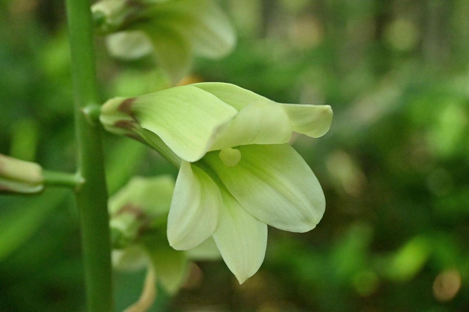 瀞台（馬追山） / Chicoryさんの馬追丘陵・長官山・瀞台（馬追山）の活動日記 | YAMAP / ヤマップ