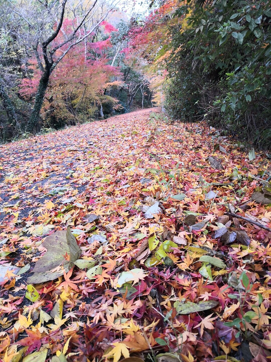12/14 荒神山山歩 公園散歩 / yoyoさんの登山の活動データ | YAMAP / ヤマップ