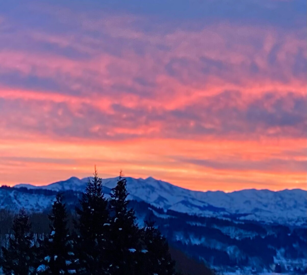 なんといふ空 山本山 / サクラ さんの山本山の活動データ | YAMAP / ヤマップ
