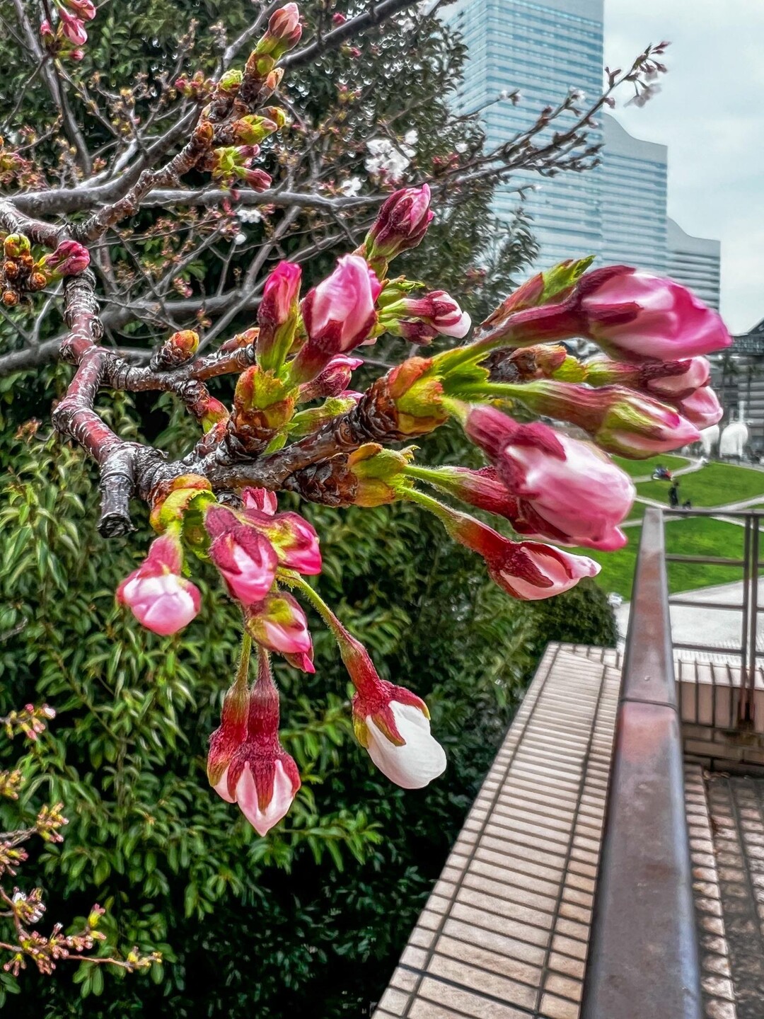横浜みなとみらいの桜、開花が関東で1番遅... / kazuさんのモーメント | YAMAP / ヤマップ