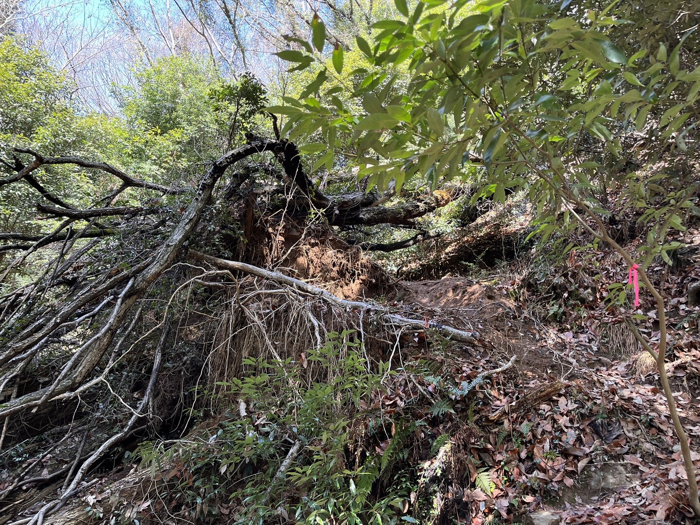 Moroさんの投稿したフィールドメモ | YAMAP / ヤマップ