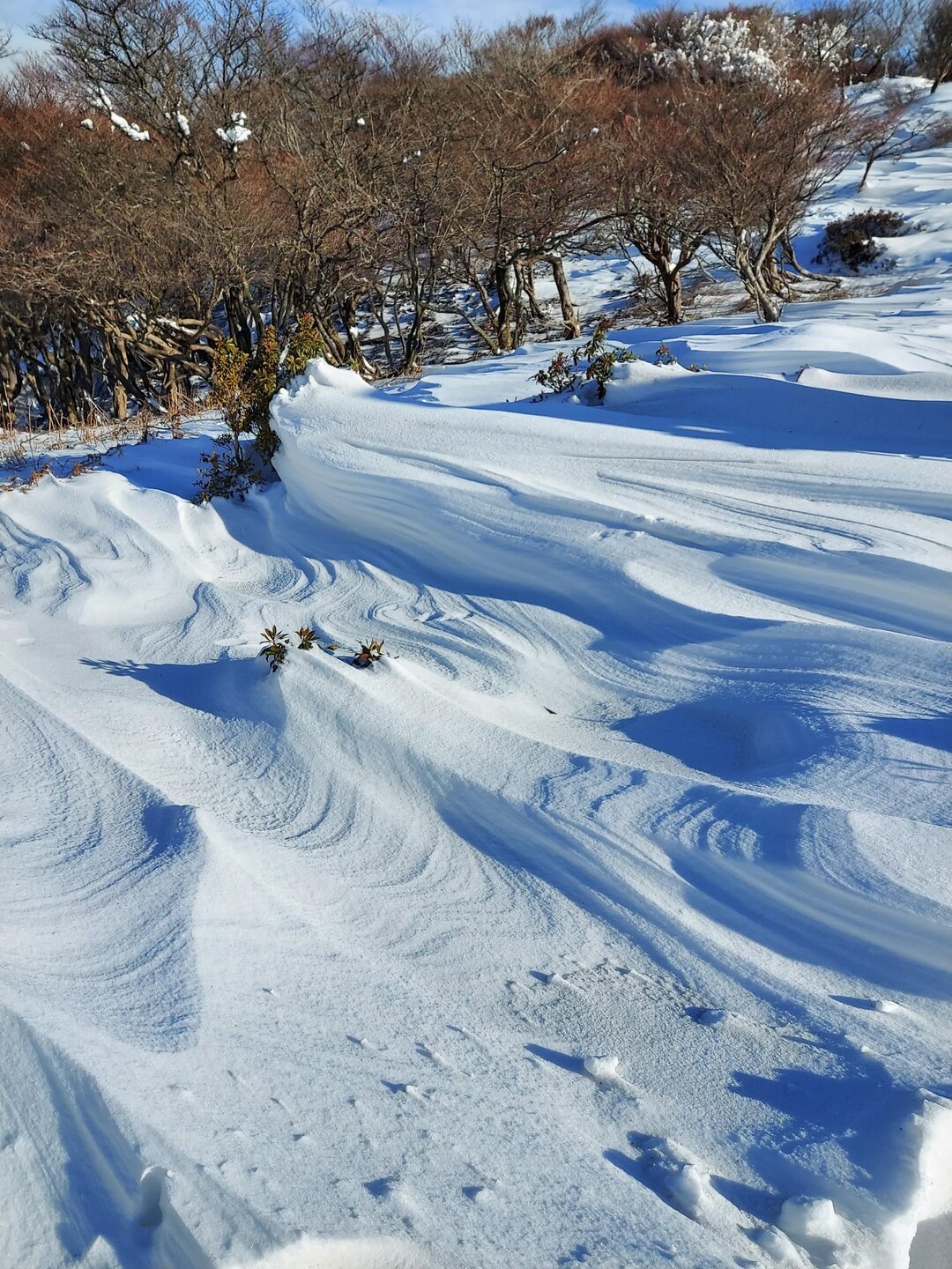 竜ヶ岳 / AKEMIさんの竜ヶ岳の活動データ | YAMAP / ヤマップ