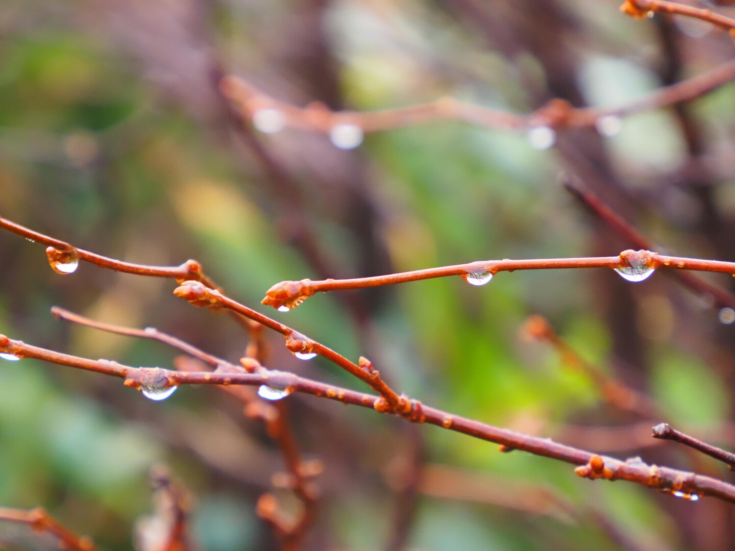 鳥海山 / t-phanさんの鳥海山・七高山・笙ヶ岳の活動データ | YAMAP / ヤマップ