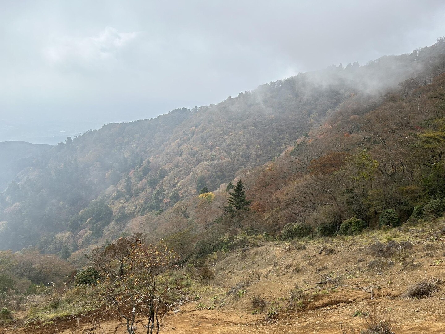 秋の大山(ヤビツ→阿夫利神社) / yuu_oさんの塔ノ岳・丹沢山・蛭ヶ岳の活動データ | YAMAP / ヤマップ