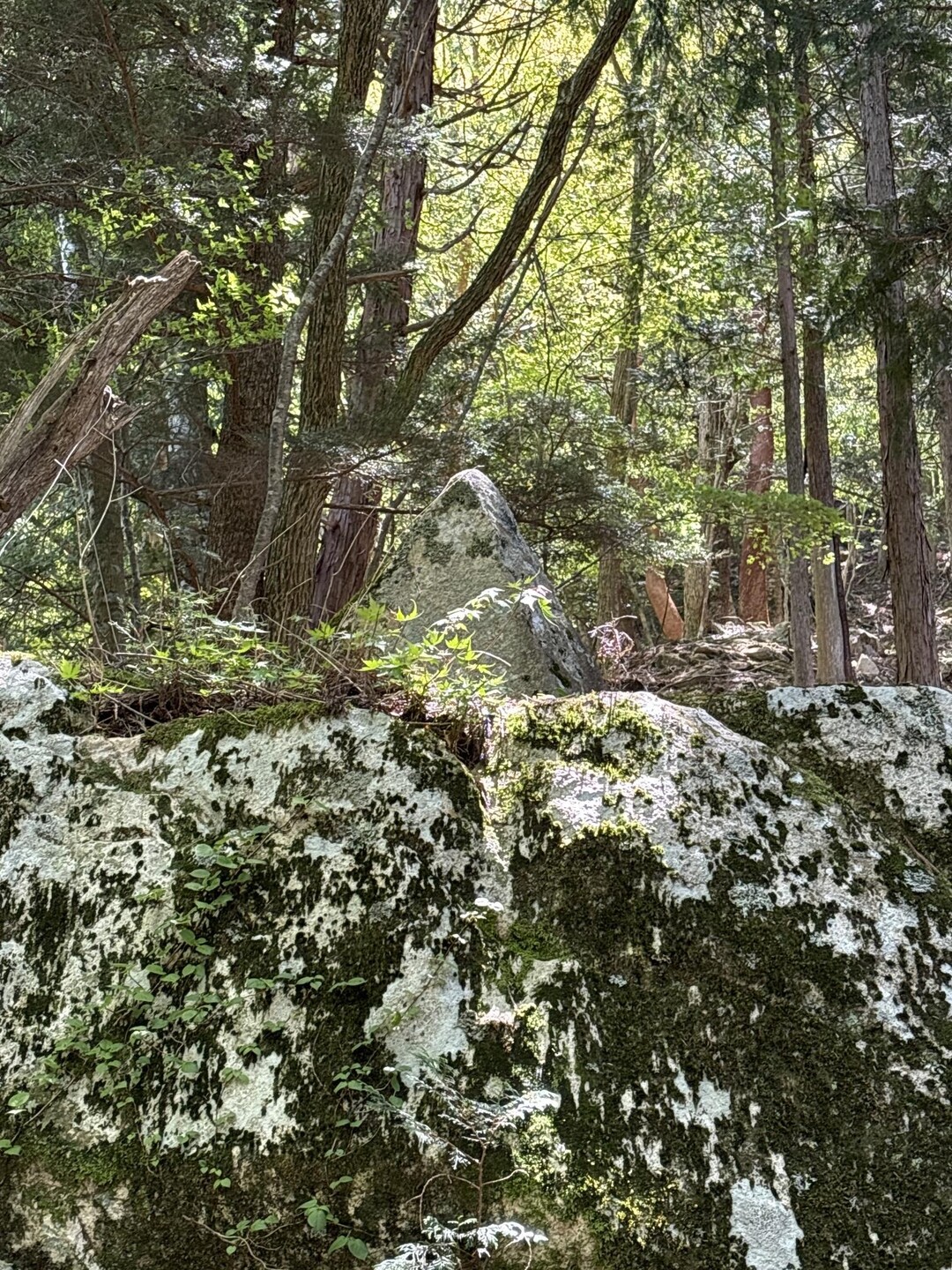 maaasanさんの投稿したフィールドメモ | YAMAP / ヤマップ