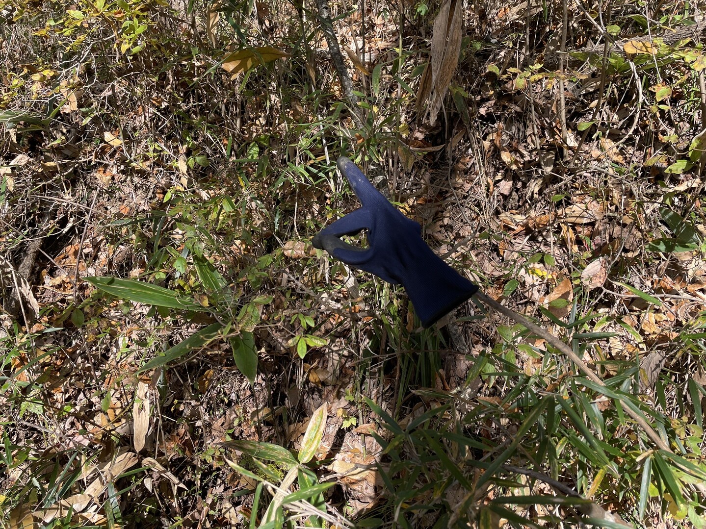 2021.11.30(火) 21:45 / ケロケロ🐸🐸🐸さんのモーメント | YAMAP / ヤマップ