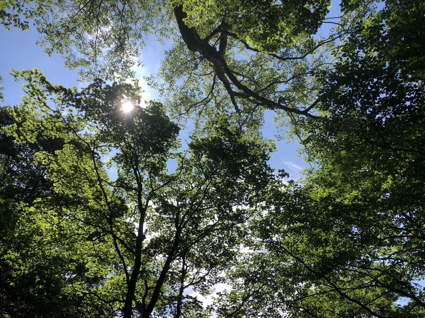 仙ノ倉山・平標山(新潟県、グンマー国)-2019-06-14 / カツスケさんの仙ノ倉山・平標山・大源太山の活動データ | YAMAP / ヤマップ