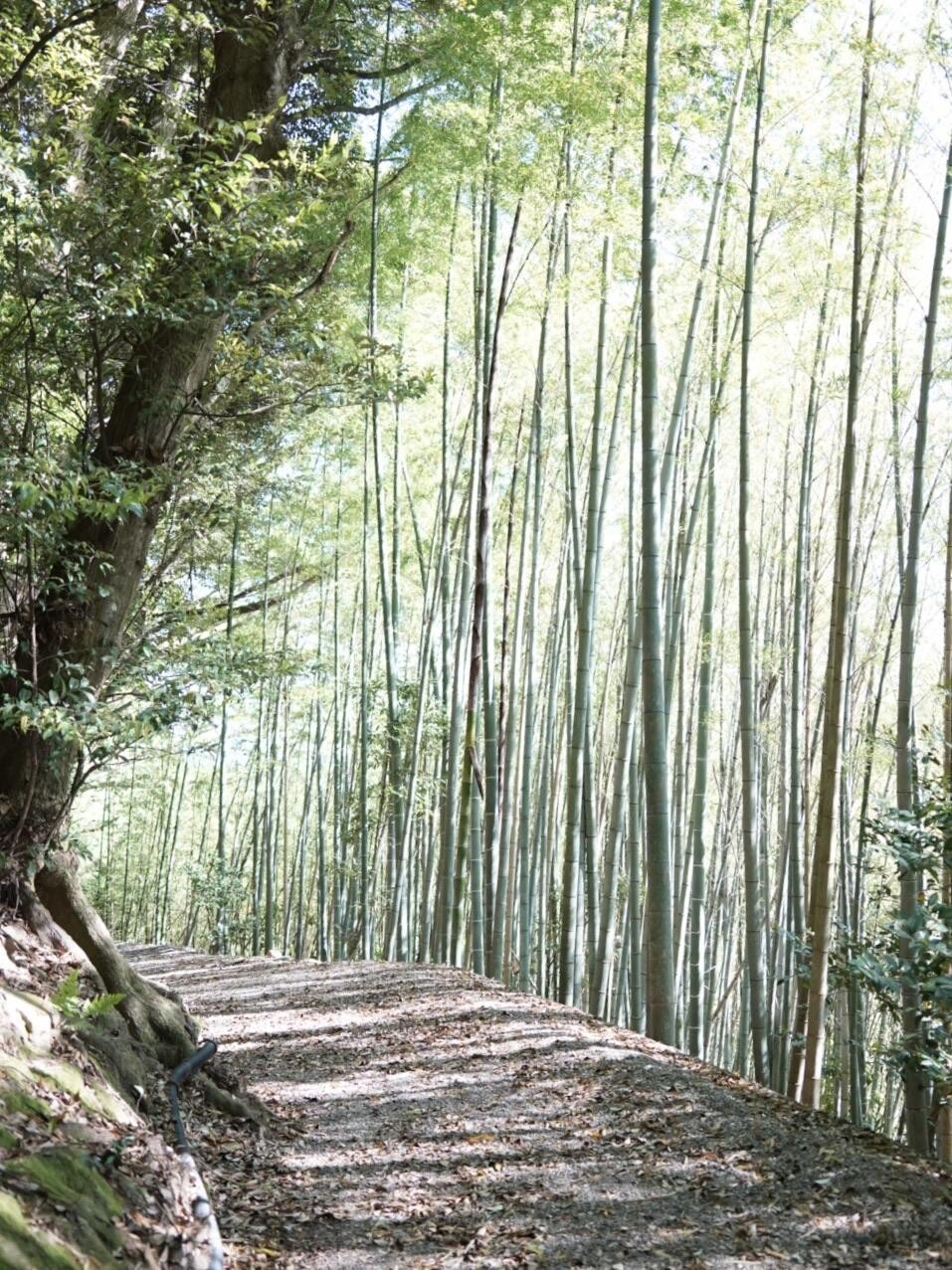 伊崎山 / kaoさんの八幡山（鶴翼山）の活動データ | YAMAP / ヤマップ