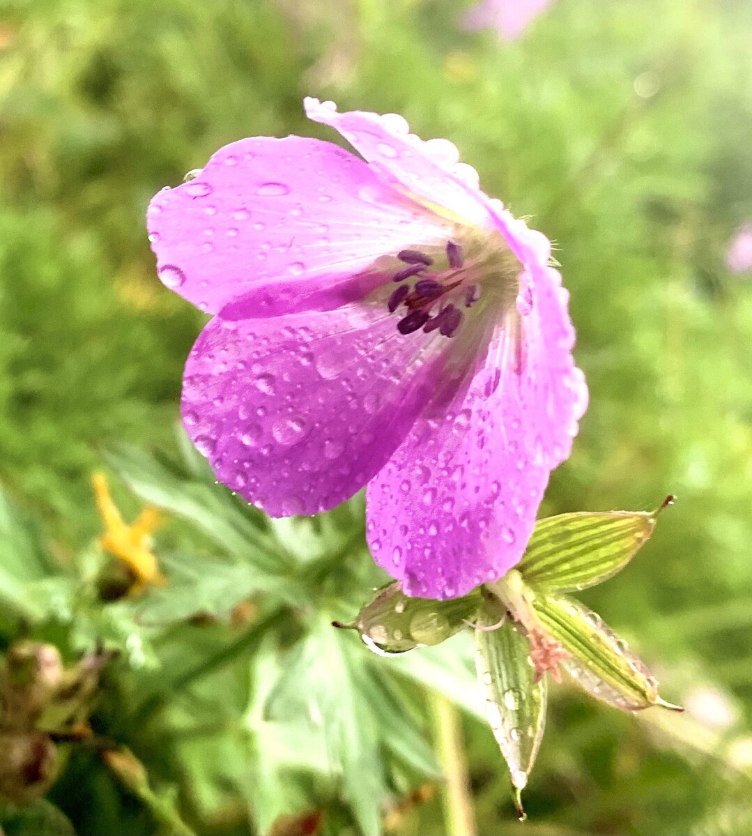 ハクサンフウロ🌸 / Takaさんのモーメント | YAMAP / ヤマップ