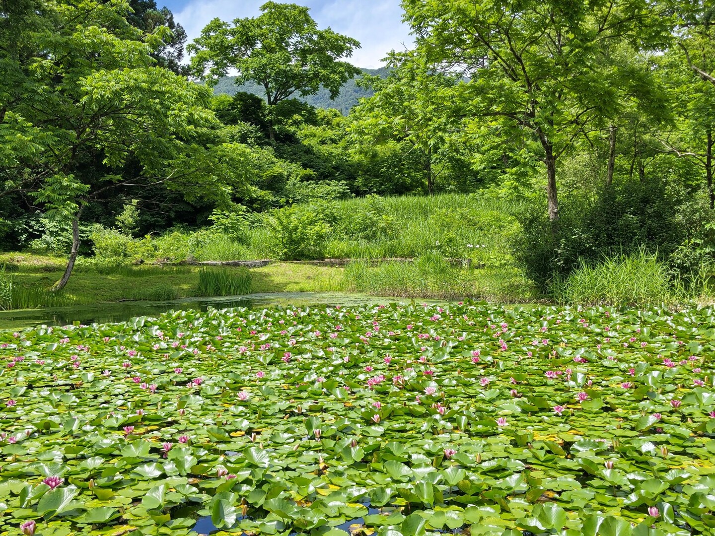 観音山 / ikkoさんの鋸山・三ノ峠山・八方台の活動データ | YAMAP / ヤマップ