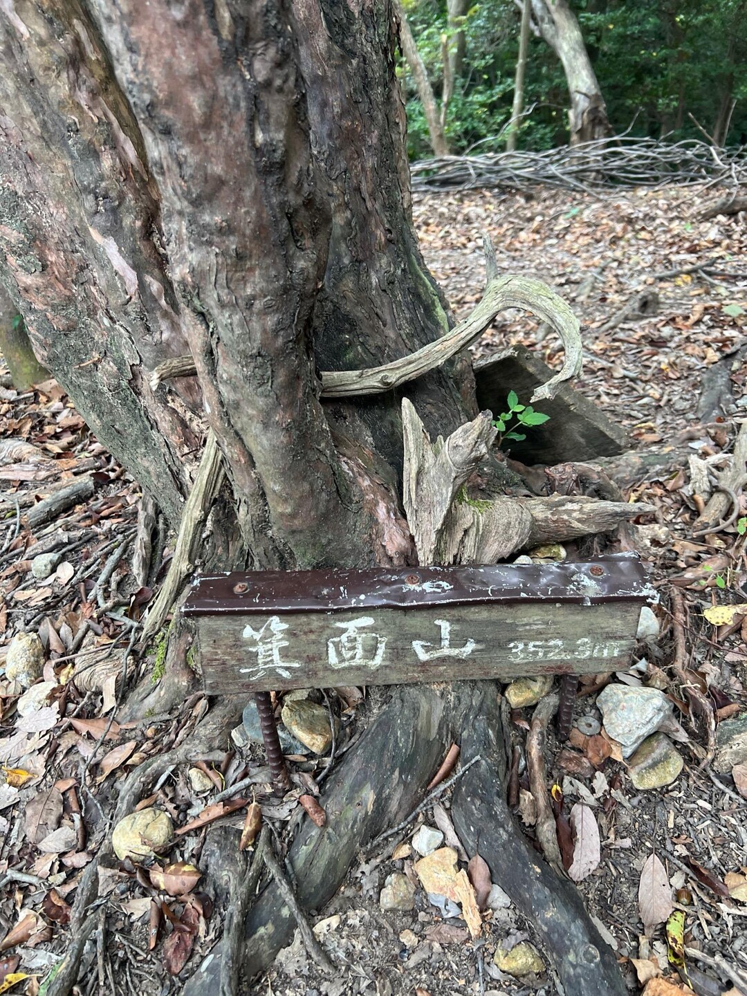 箕面山 / chizuさんの六個山・鉢伏山・明ヶ田尾山・五月山の活動データ | YAMAP / ヤマップ