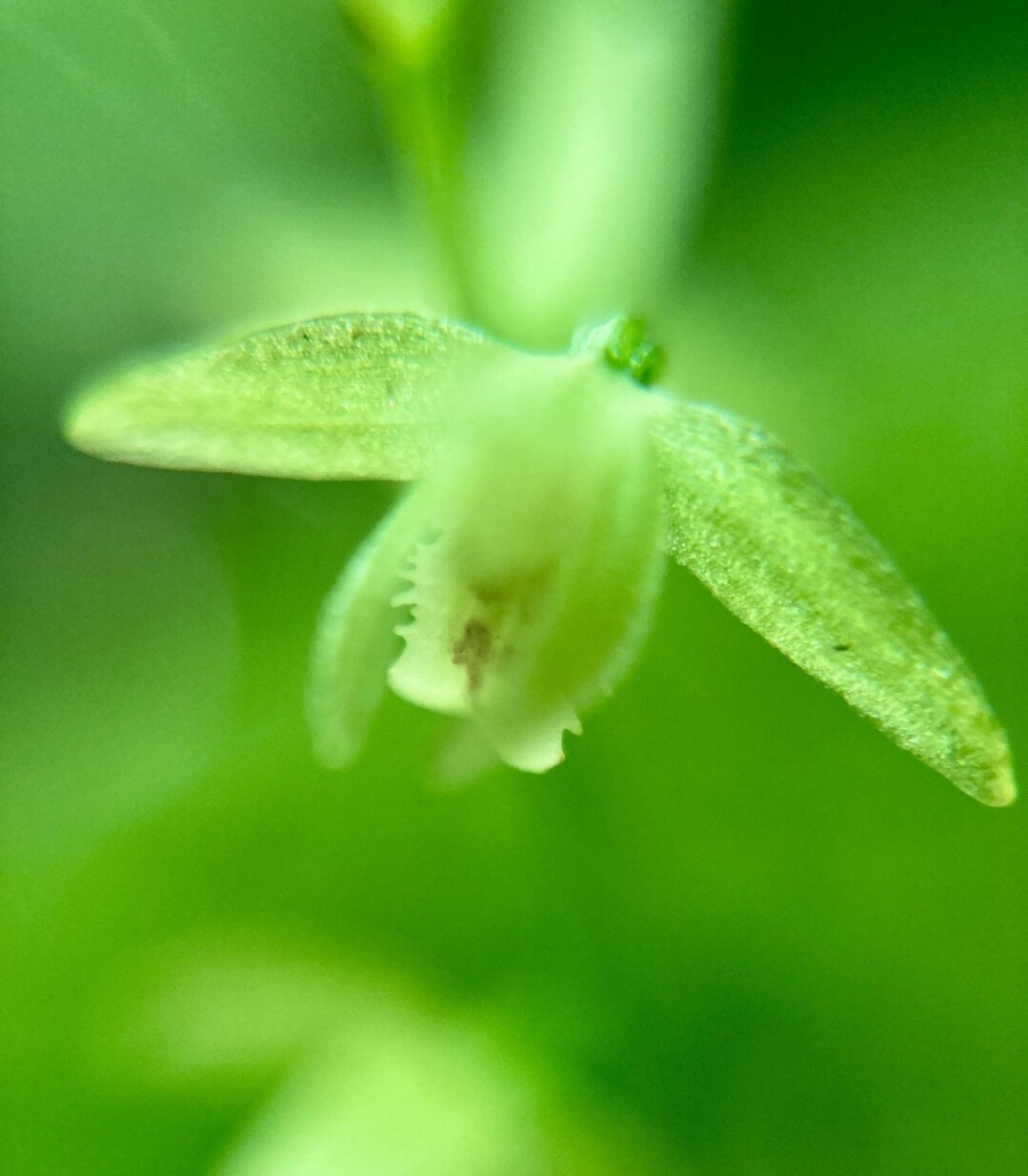 海抜0mからの富士山Part2 村山古道を歩く / にゃご丸さんの富士山の活動データ | YAMAP / ヤマップ