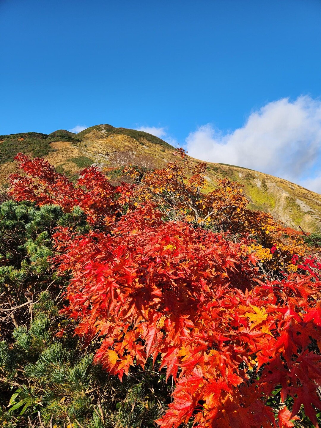 紅葉真っ盛り🍁 大朝日岳から西朝日岳へ / SUGAMIさんの大朝日岳・朝日連峰・祝瓶山の活動データ | YAMAP / ヤマップ