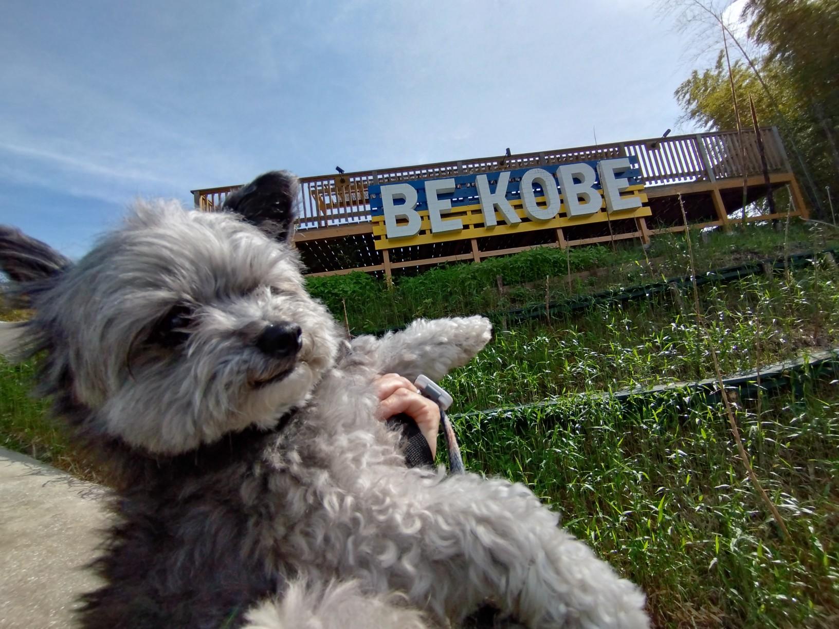 散歩BE KOBE-2025-05-18 / さんぽー👷‍♂さんのウォーキングの活動データ | YAMAP / ヤマップ