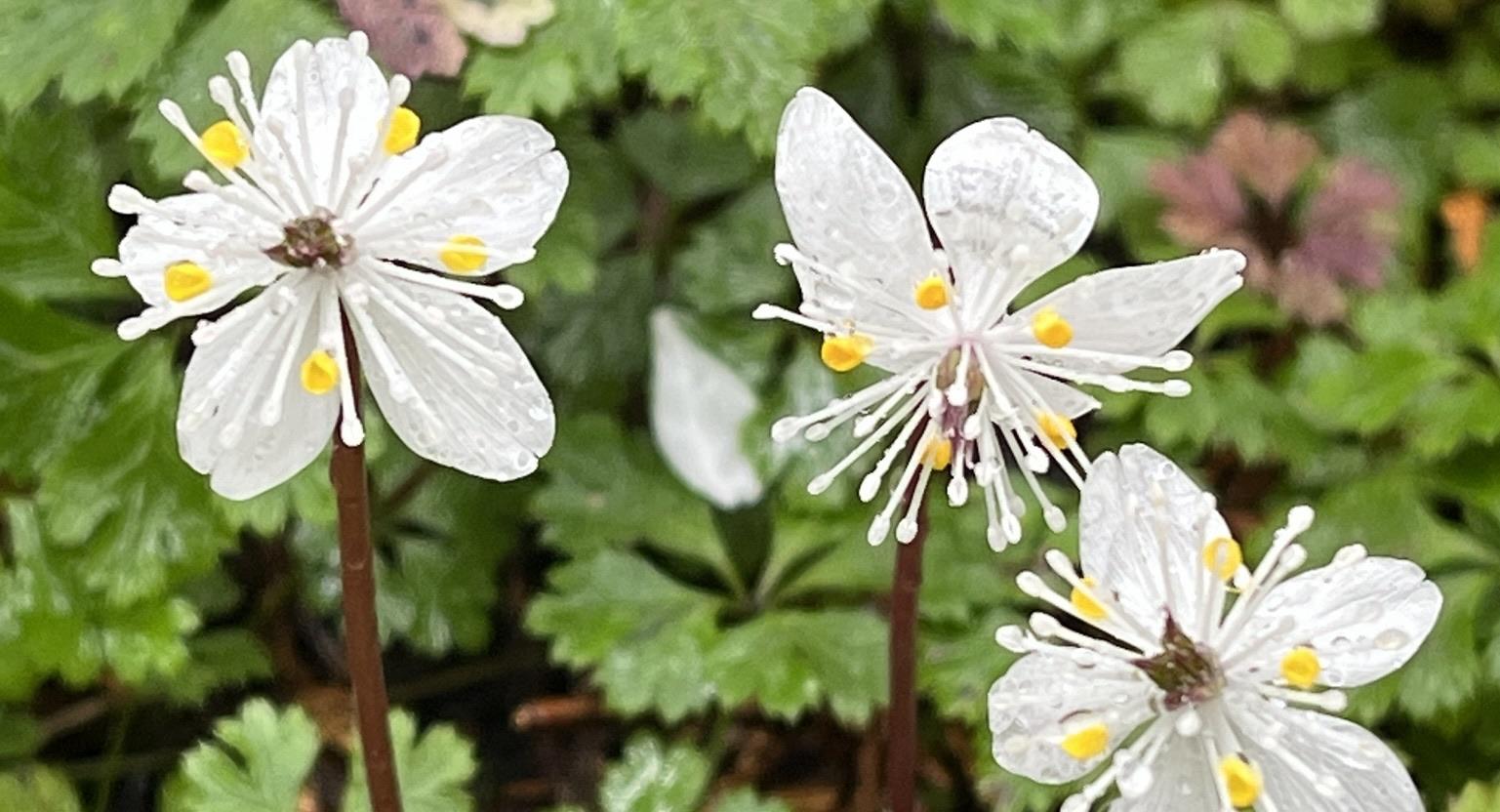 バイカオウレンの群生地に伺いました。 奈... / greenmoonきくちゃんさんのモーメント | YAMAP / ヤマップ