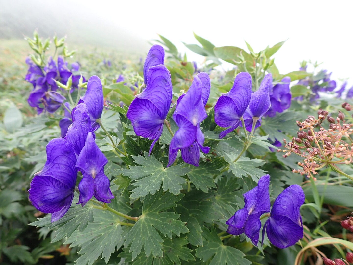 門内岳 今シーズン最後のおつとめ / rikiさんの朳差岳・鉾立峰・大石山の活動データ | YAMAP / ヤマップ