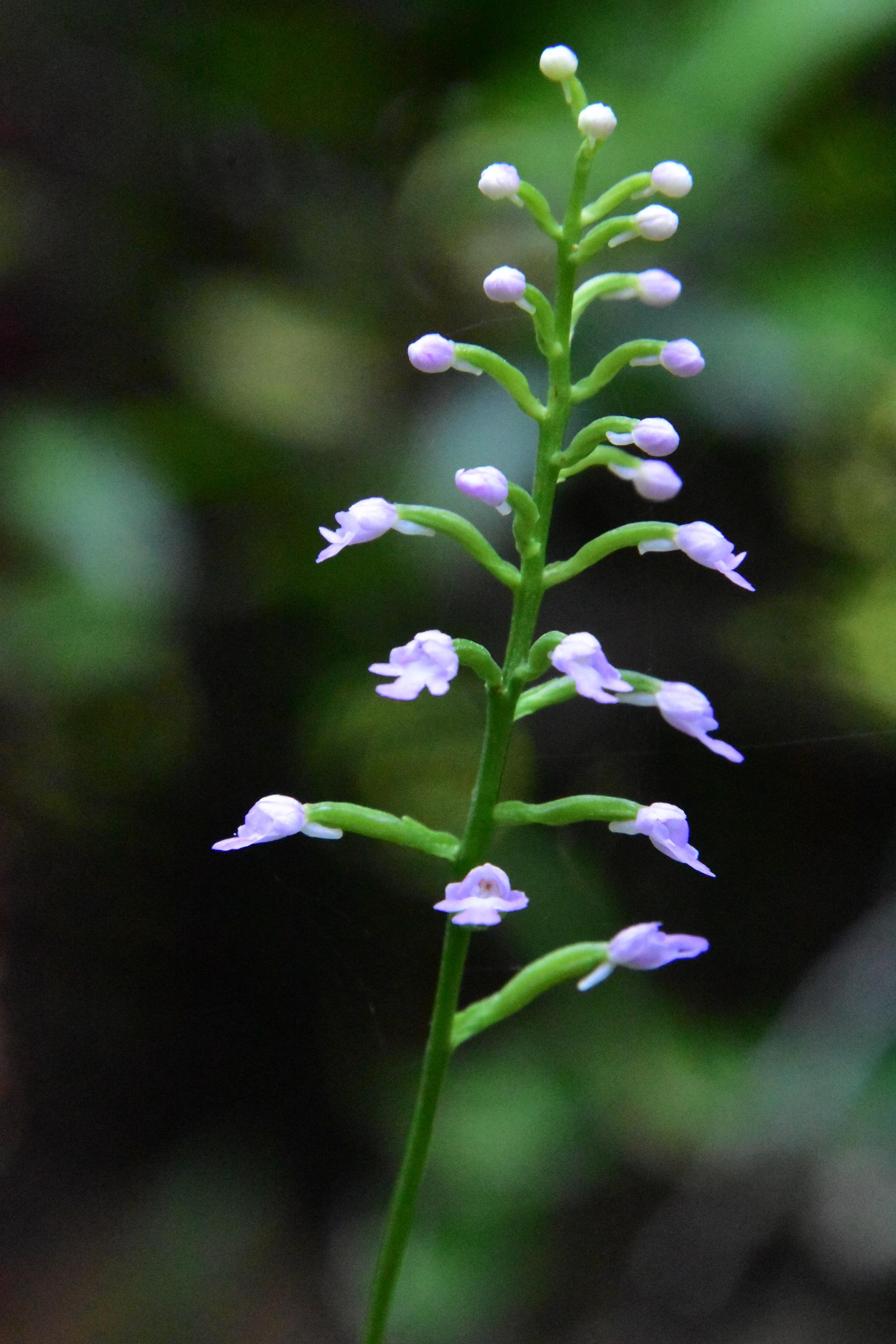 花巡り（広島県東部と岡山県西部） ①ヒナ... / あかべいさんのモーメント | YAMAP / ヤマップ