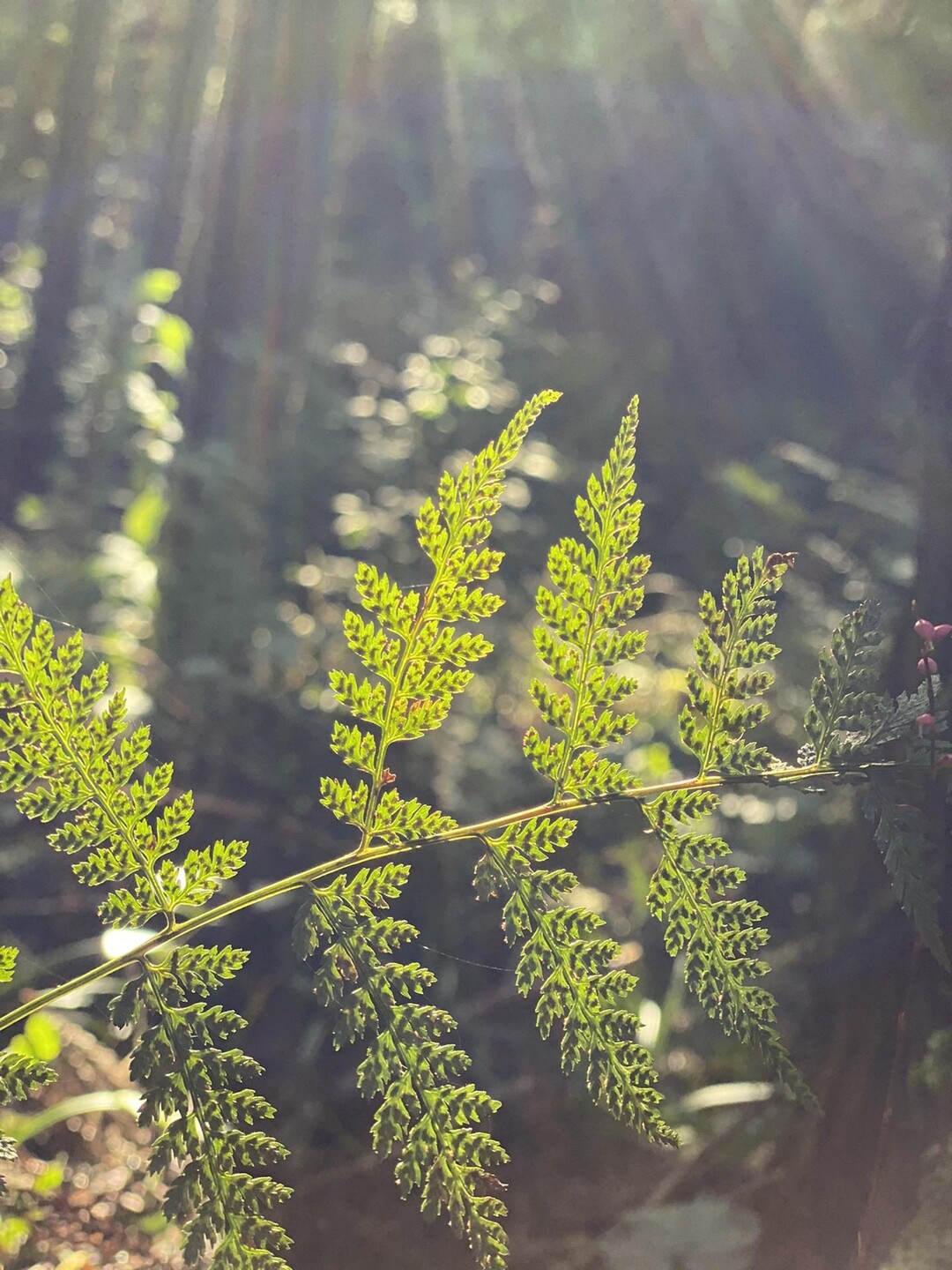 寒い🥶 脊振山〽 / サスケくんさんの脊振山・金山の活動データ | YAMAP / ヤマップ