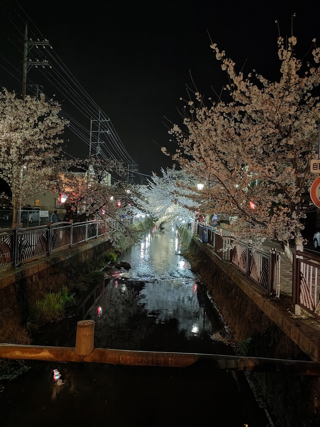 仕事終わりに太田市八瀬川で夜桜を見てきま... / hirokyuuさんのモーメント | YAMAP / ヤマップ