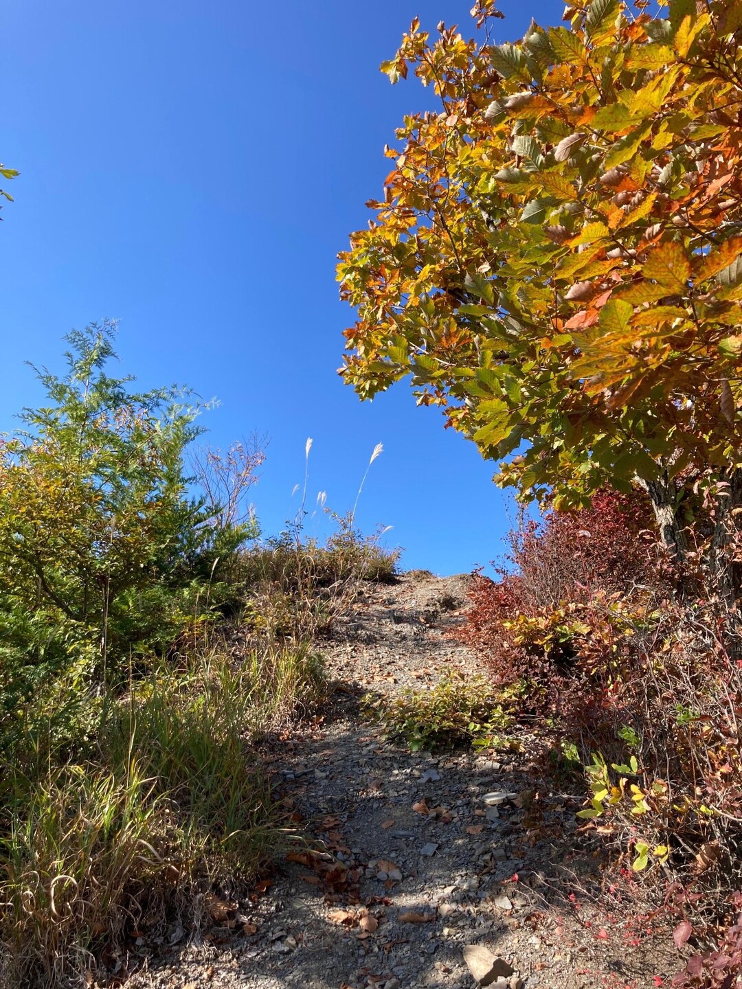 甲州高尾山・宮宕山(剣ヶ峰)・柏尾山 / tenさんの甲州高尾山・宮宕山・源次郎岳の活動データ | YAMAP / ヤマップ