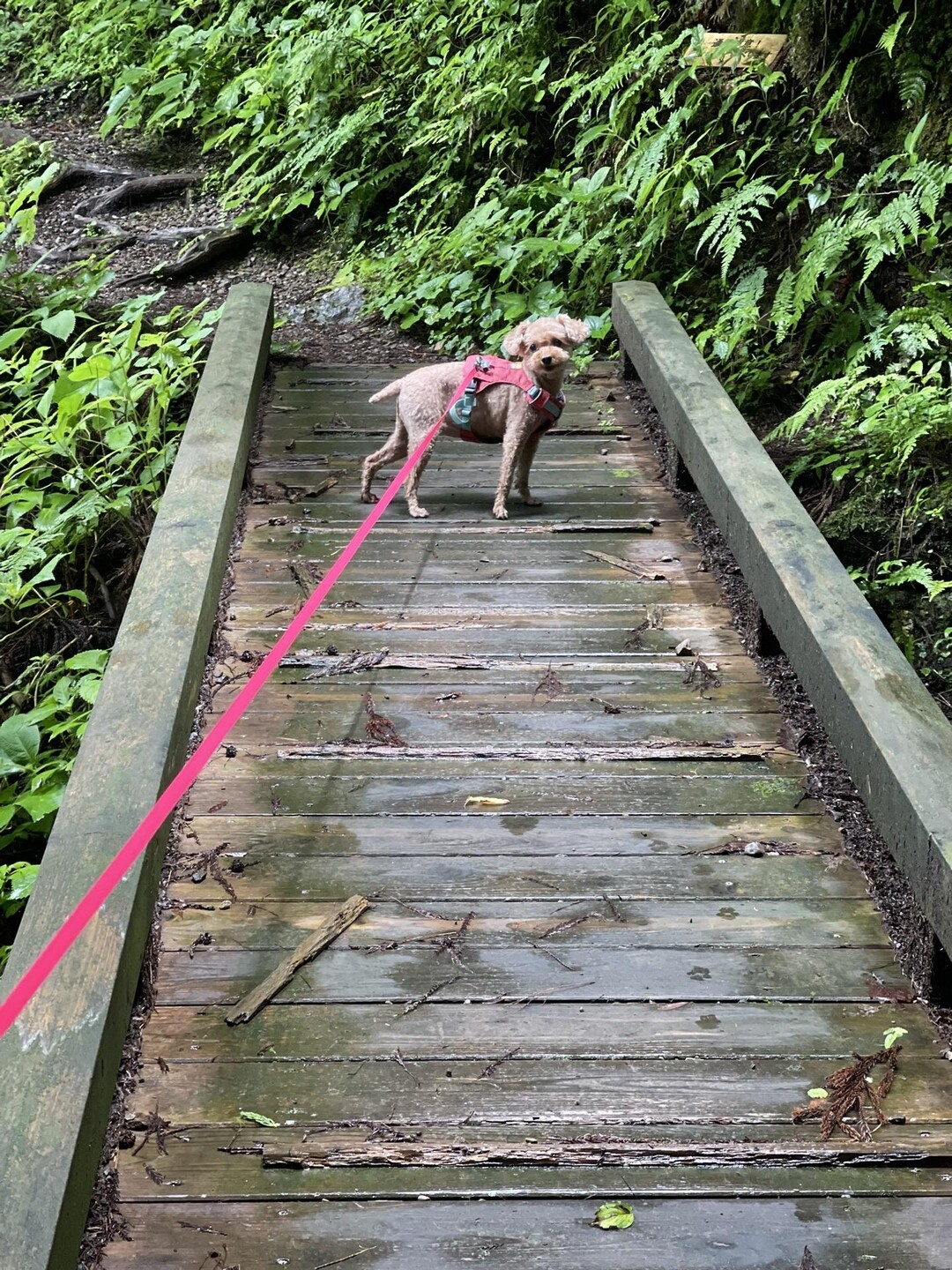 経塚山・東峰・岩湧山 / Sakai Risaさんの岩湧山・一徳防山・三石山の活動データ | YAMAP / ヤマップ
