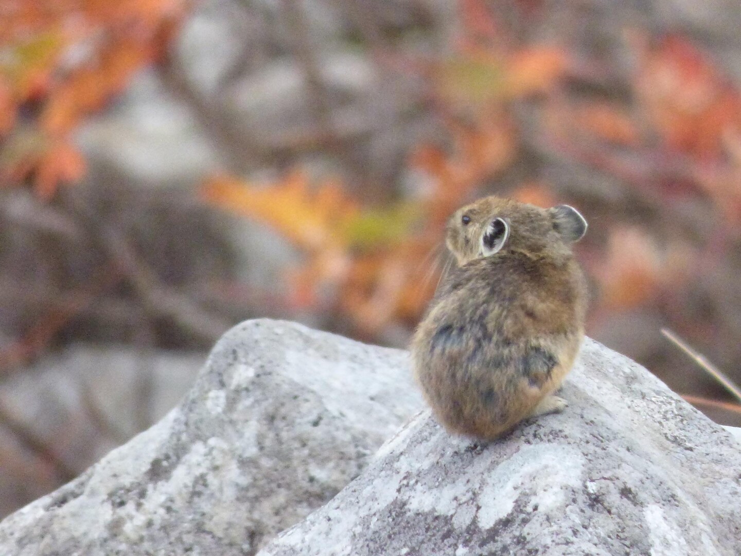 百名山26座目「トムラウシ山」（テント泊） / NaokiさんのGT3 2の活動データ | YAMAP / ヤマップ