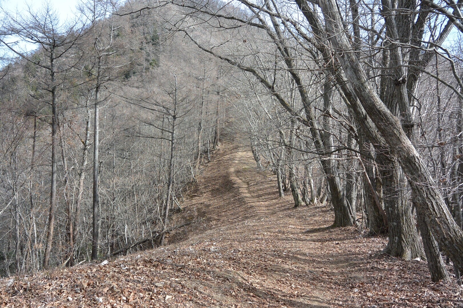 百尋ノ滝、川苔山 / TNさんのハイキングの活動データ | YAMAP / ヤマップ